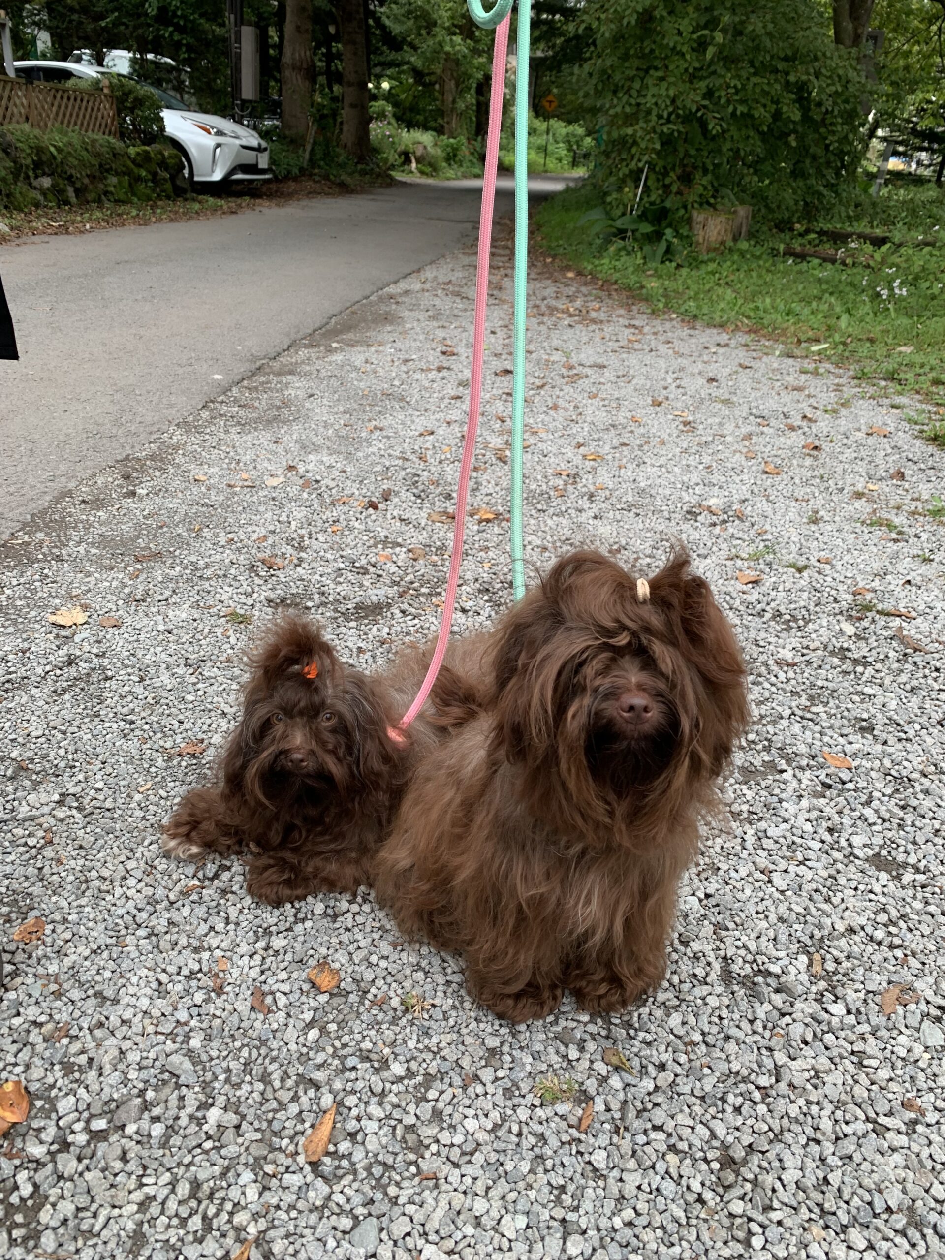 ボロンカ・ツヴェトナ 来舎しました | 市川もとよブリーダー
